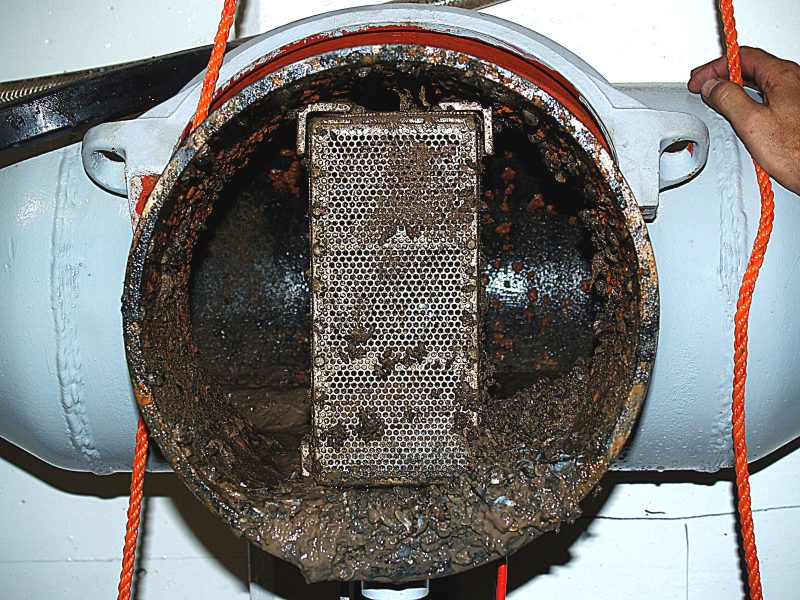 Canada, Zebra Mussels are on the Move – What’s Next? - ASI Group